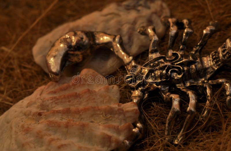 Scorpio stock photo. Image of rocks, scorpion, scorpio - 111113424