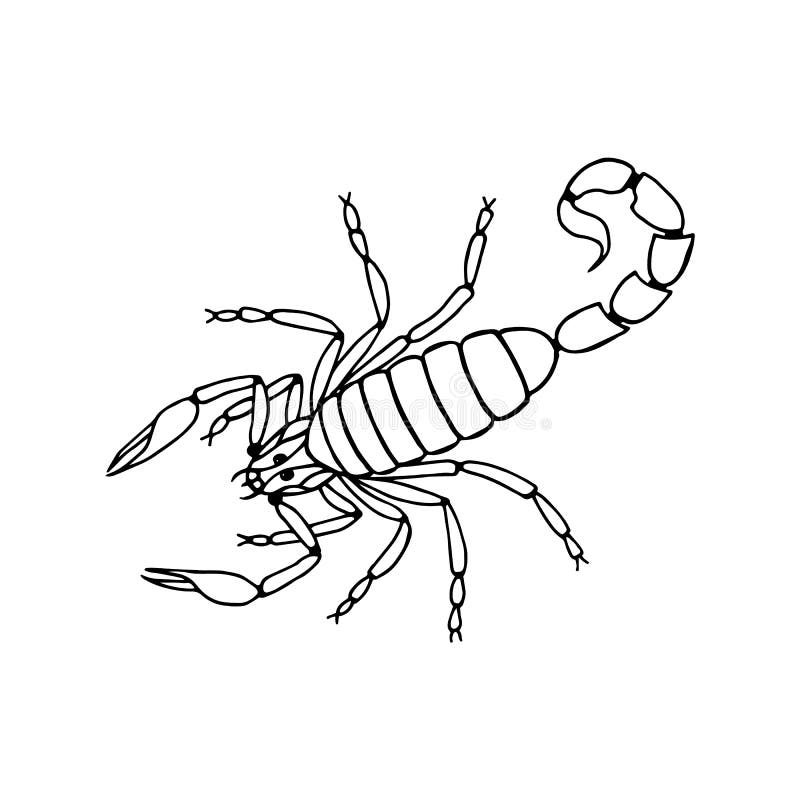 Scorpio Vector Illustration Outline Design Stock Vector - Illustration ...