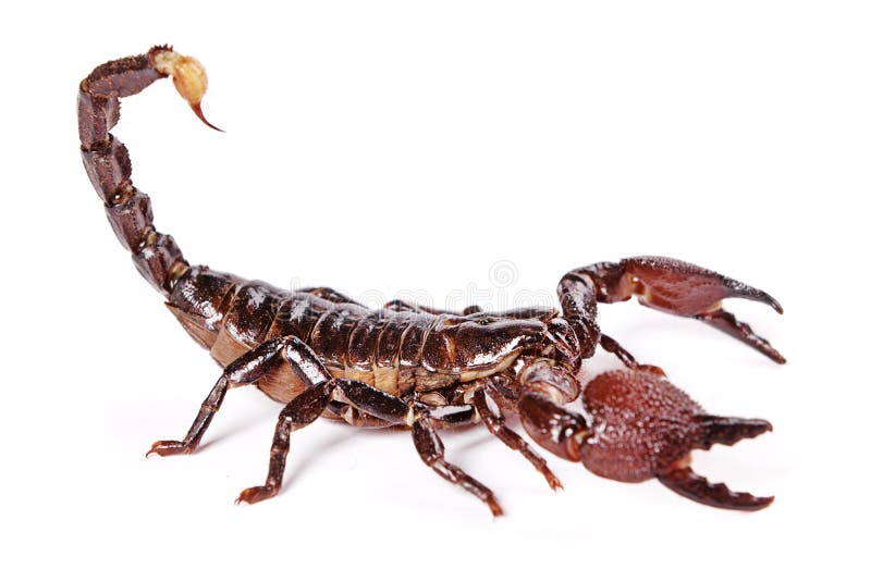Scorpion stock photo. Image of pets, sign, animals, isolated - 34450892