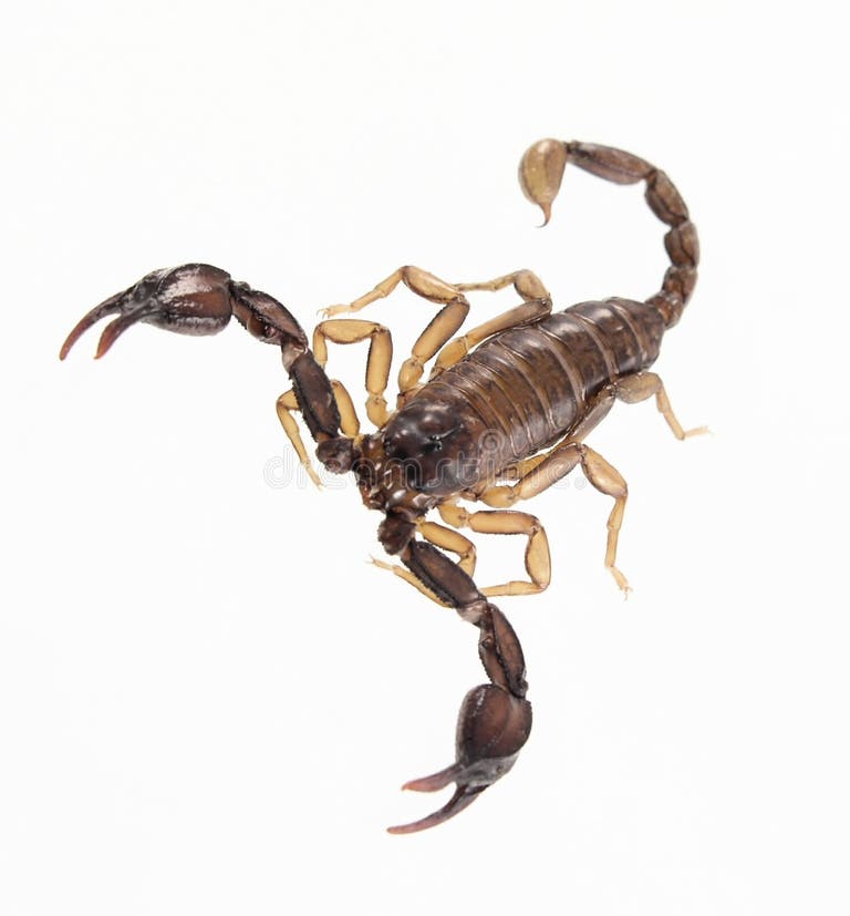 1,828 Scary Scorpion Stock Photos - Free & Royalty-Free Stock Photos ...