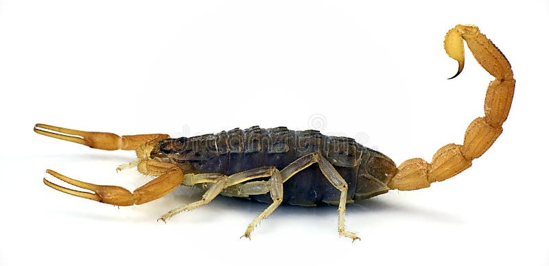 Scorpion stock photo. Image of natural, sting, feet, closeup - 15548488