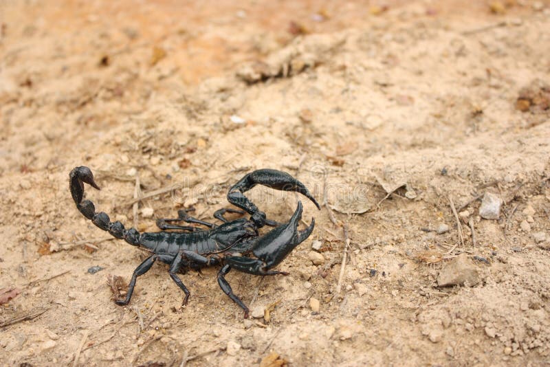 Scorpion stock image. Image of dirt, wild, toxic, aggressive - 18111649