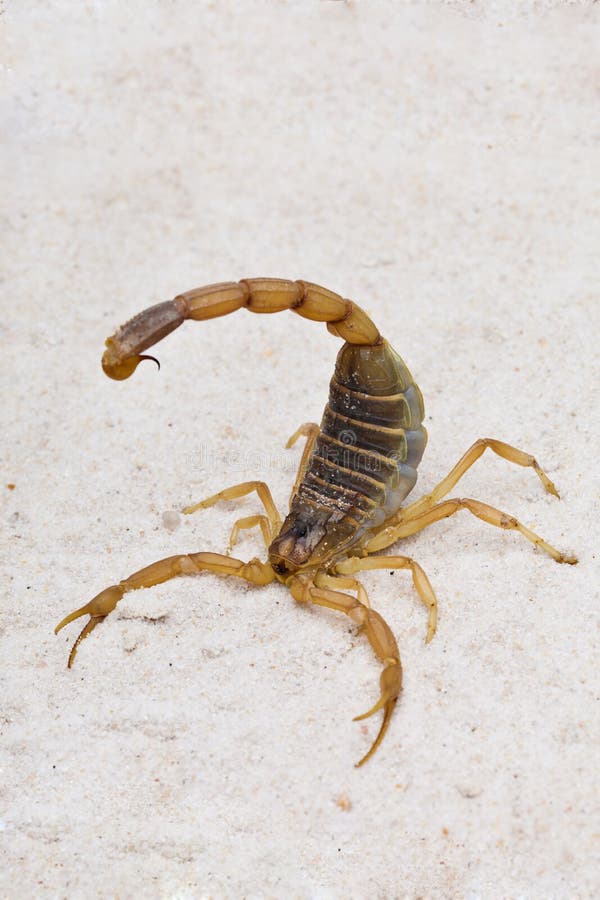 453 Scorpion Desert Sand Stock Photos - Free & Royalty-Free Stock ...