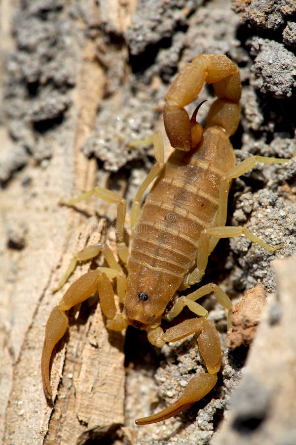 Young Scorpion stock photo. Image of tail, translucent - 4773300