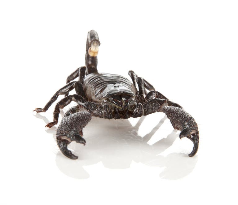 1,828 Scary Scorpion Stock Photos - Free & Royalty-Free Stock Photos ...