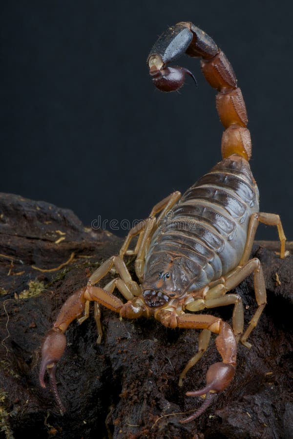 Scorpion stock photo. Image of inject, predator, fearsome - 24985668