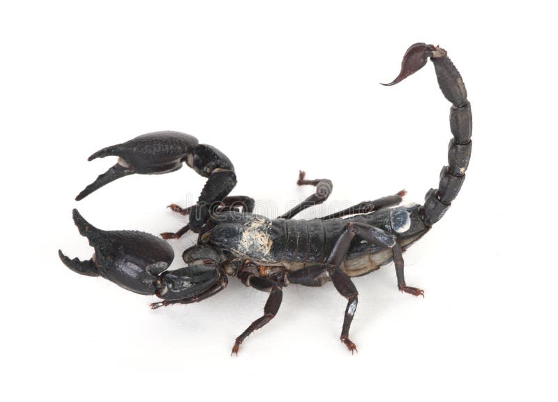 Scorpion stock photo. Image of ready, legs, pincers, white - 8404744