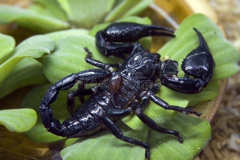 Scorpion stock image. Image of poison, scorpius, sting - 911637