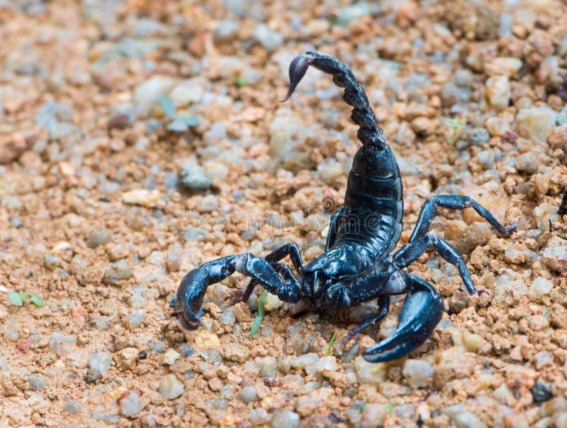 Scorpion De La Forêt Noire D'Asie Hétéromètre Des Insectes Nuisibles Se ...