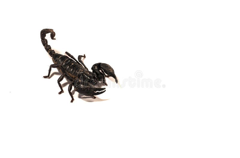Scorpion, with attack stock photo. Image of imperator - 118329614