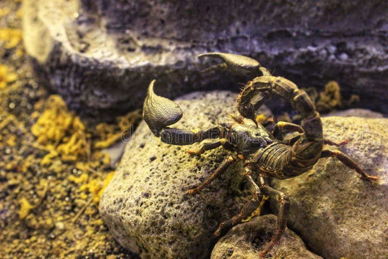 Scorpion mud turtle stock image. Image of wildlife, turtle - 15605723