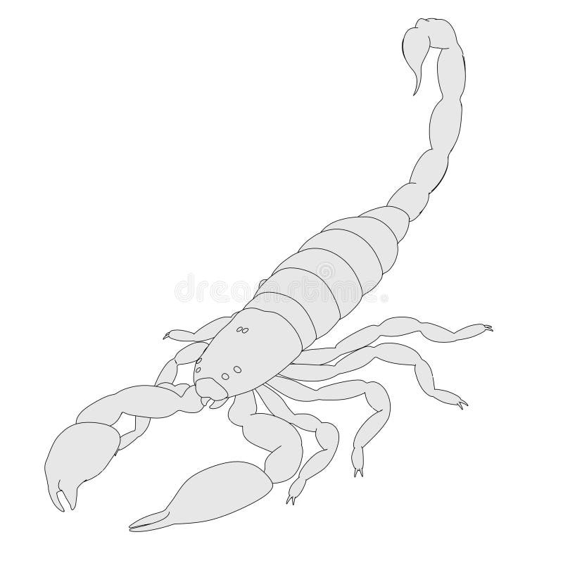 Image of Scorpion - Black Emperor Stock Illustration - Illustration of ...