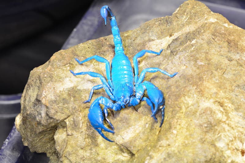 Scorpion in blue light stock photo. Image of insect, venomous - 86199180