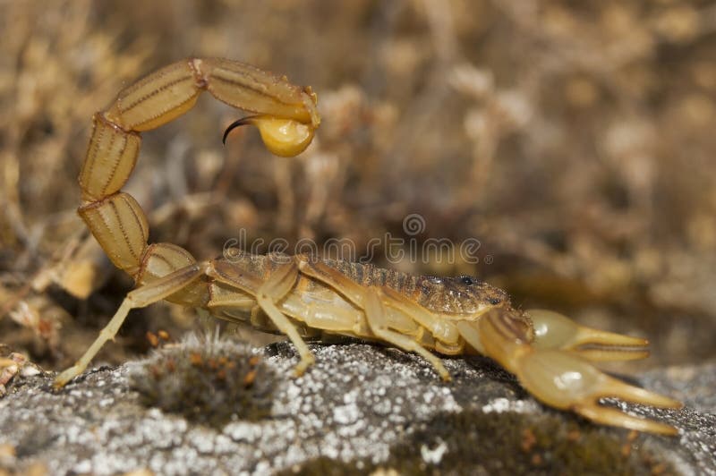 Scorpion Buthus Occitanus in Valdemanco, Spain Stock Photo - Image of ...