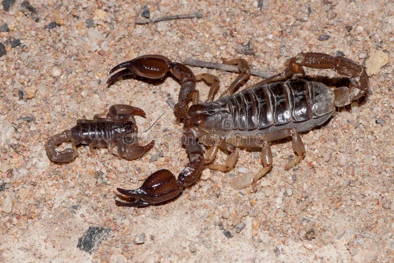 Australian Scorpions Stock Photos - Free & Royalty-Free Stock Photos ...