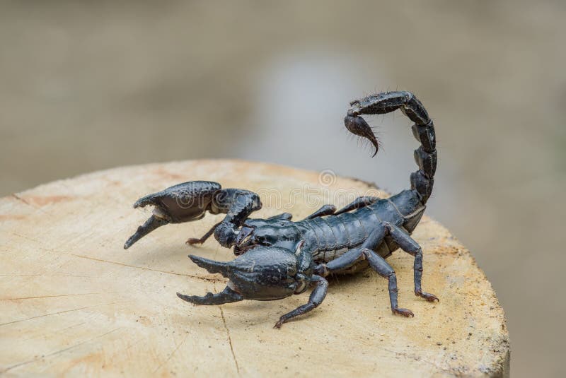 Scorpion stock image. Image of scary, dangerous, nature - 82267121