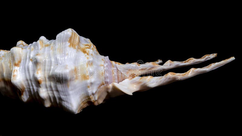 Scorpion Conch Shell on Black Background Stock Photo - Image of nature ...