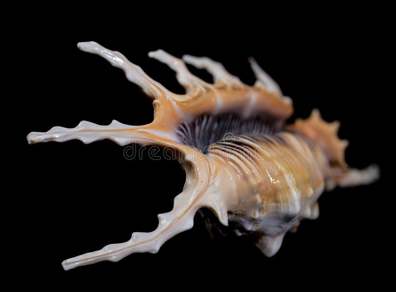 Scorpion Conch Shell on Black Background Stock Image - Image of closeup ...