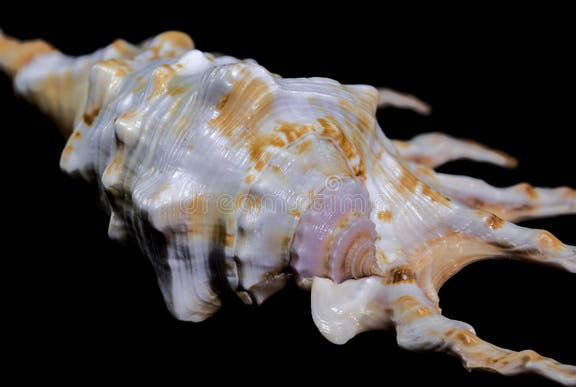 Scorpion Conch Shell on Black Background Stock Image - Image of shell ...