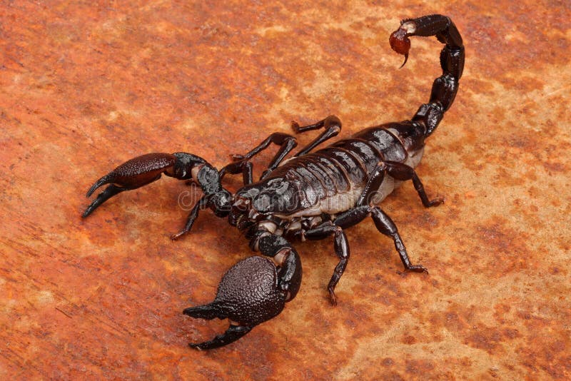 Scorpion (Ptalamneus Fulvipes) Photo stock - Image of velu, vivant ...