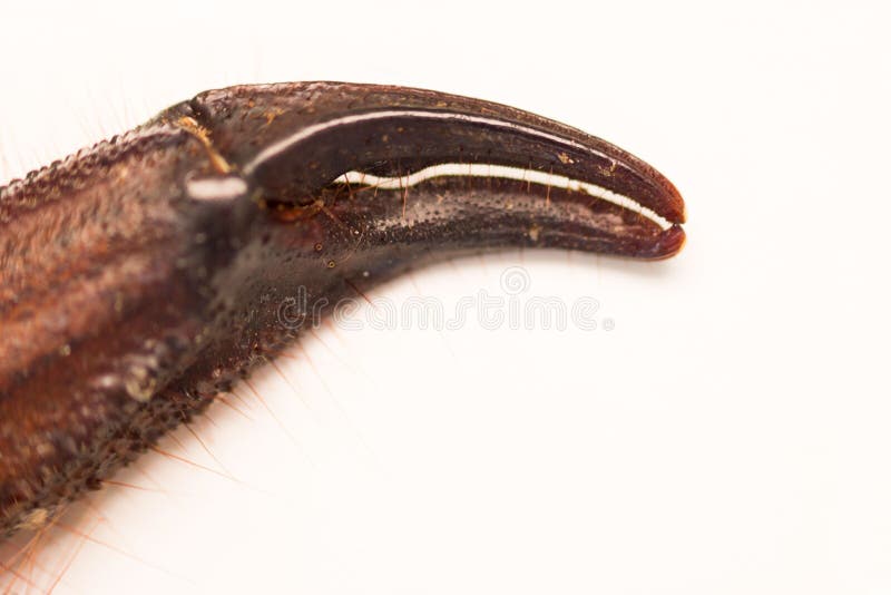 Scorpion is a Detachment of Arthropods from the Class Arachnida. View ...