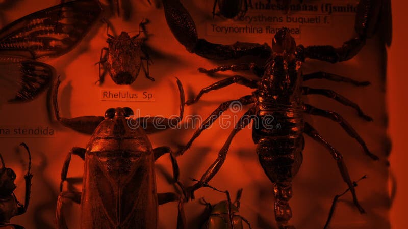 Scorpion in Display Case Lit Up in Firelight Stock Footage - Video of ...