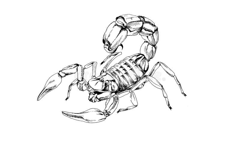 Attacker Scorpio Drawn in Ink by Hand Stock Vector - Illustration of ...