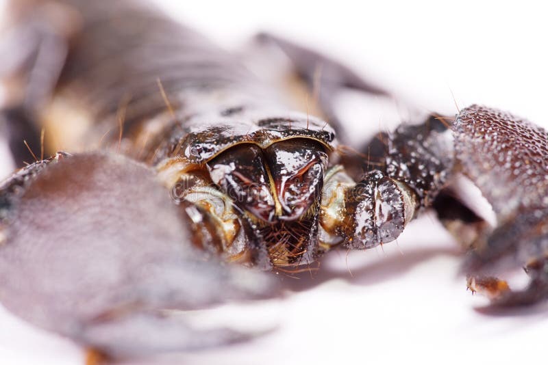 649 Scorpion Face Photos - Free & Royalty-Free Stock Photos from Dreamstime