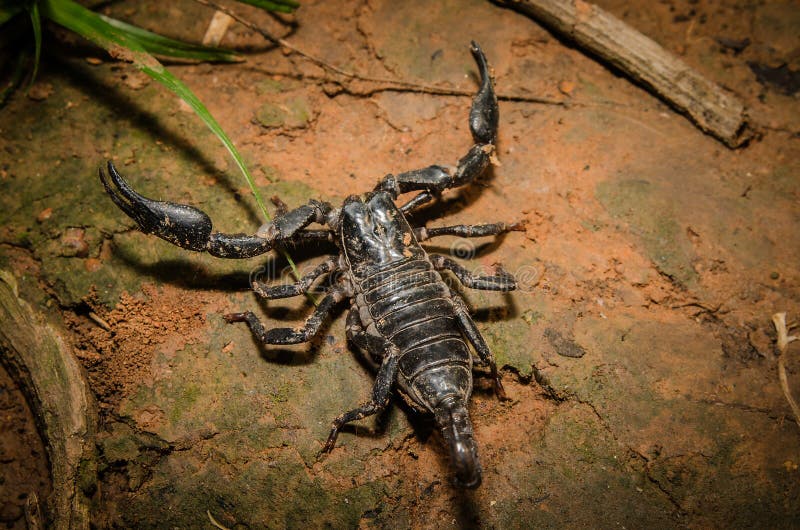 377 Scorpion Fighting Stock Photos - Free & Royalty-Free Stock Photos ...