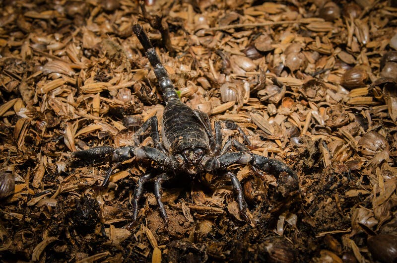375 Scorpion Fighting Stock Photos - Free & Royalty-Free Stock Photos ...