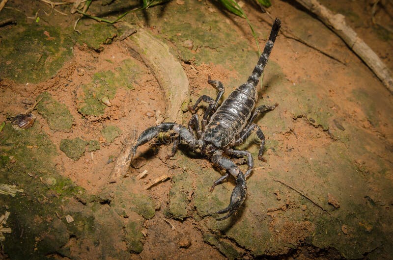 208 Scorpion Fighting Photos - Free & Royalty-Free Stock Photos from ...