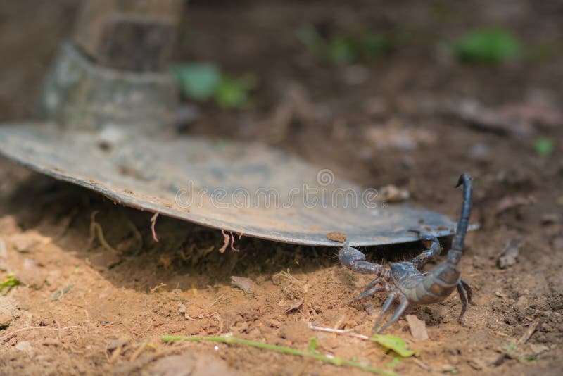 Scorpion is Fighting with the Spade Stock Photo - Image of fighter ...