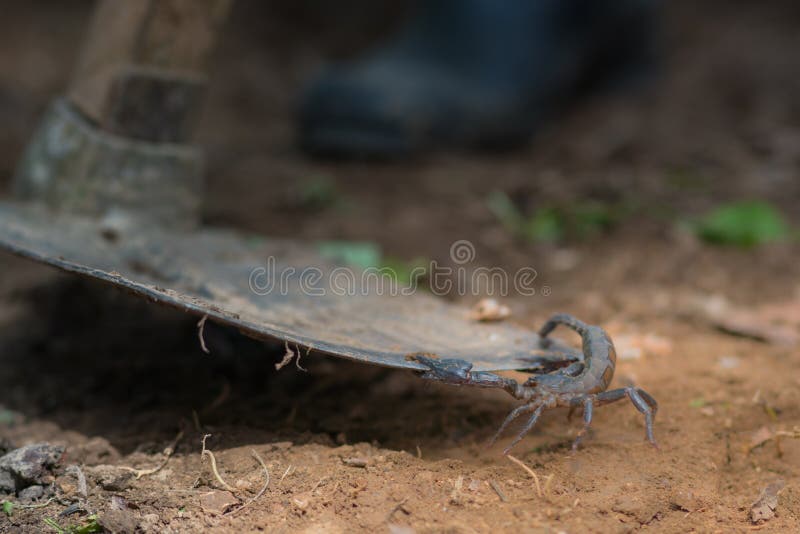 Scorpion is Fighting with the Spade Stock Photo - Image of invertebrate ...