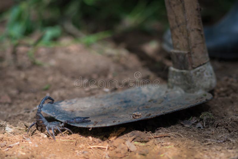 Scorpion is Fighting with the Spade Stock Photo - Image of dangerous ...
