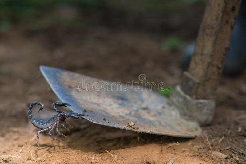 Scorpion is Fighting with the Spade Stock Image - Image of macro ...