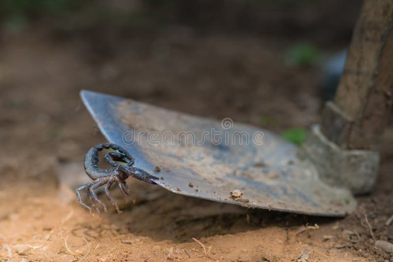 Scorpion is Fighting with the Spade Stock Photo - Image of boots, fear ...