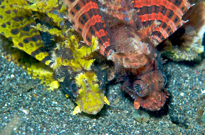 Scorpion Fish stock image. Image of animone, seawater - 13954827