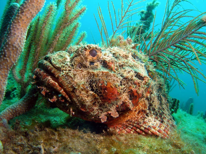 1,038 Pacman Stock Photos - Free & Royalty-Free Stock Photos from ...