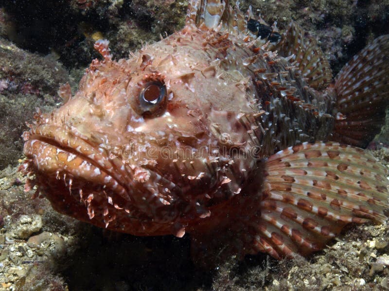 Scorpion fish stock photo. Image of wild, fish, mediterranean - 15754608