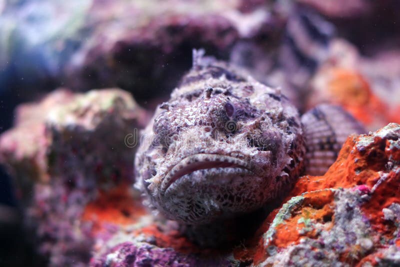 Scorpion fish stock photo. Image of rock, orange, scorpion - 1855196