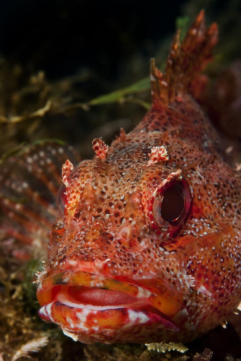 3,536 Scorpion Fish Stock Photos - Free & Royalty-Free Stock Photos ...