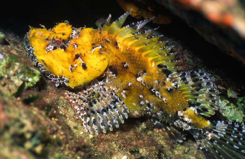 Tiger Rock Fish stock image. Image of underwater, ocean - 9145003