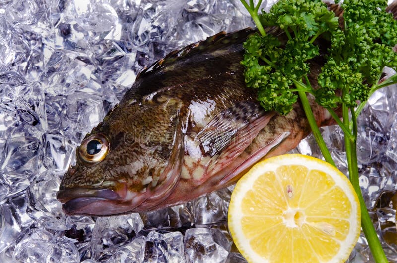 Scorpion fish stock photo. Image of meal, eating, rockfish - 24315130
