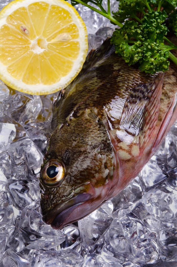 Scorpion fish stock image. Image of food, eating, green - 24315133