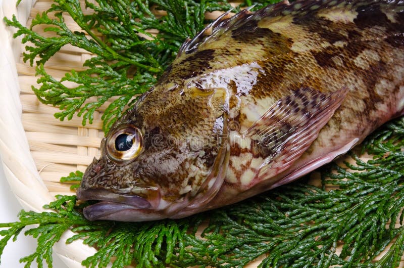 Scorpion fish stock image. Image of rockfish, restaurant - 24315143