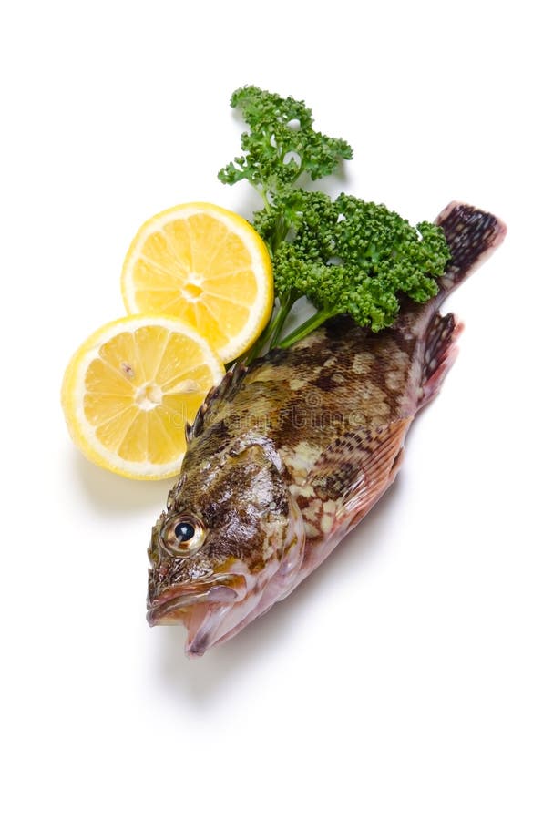 Scorpion fish stock photo. Image of scorpionfish, heterotherm - 24315164