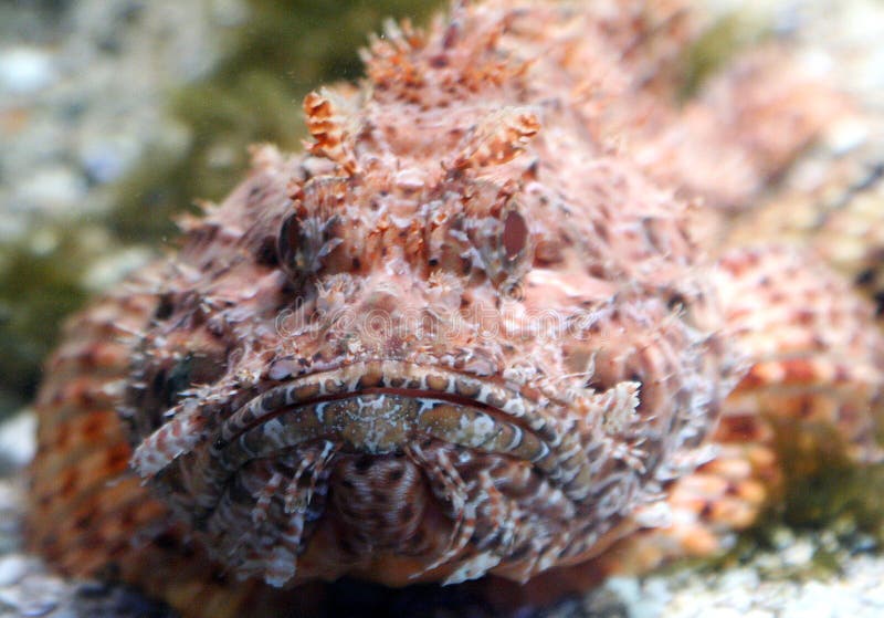 Scorpion Fish 6 stock image. Image of animal, coral, gills - 1359681