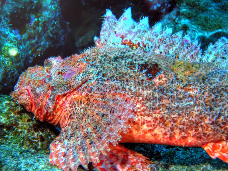 Scorpion Fish stock image. Image of blooded, underwater - 4598989