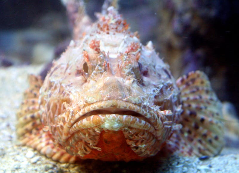 Scorpion Fish 6 stock image. Image of animal, coral, gills - 1359681