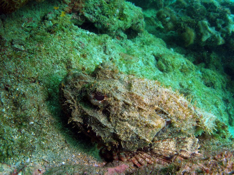Scorpion Fish stock photo. Image of bluestriped, coral - 7111688